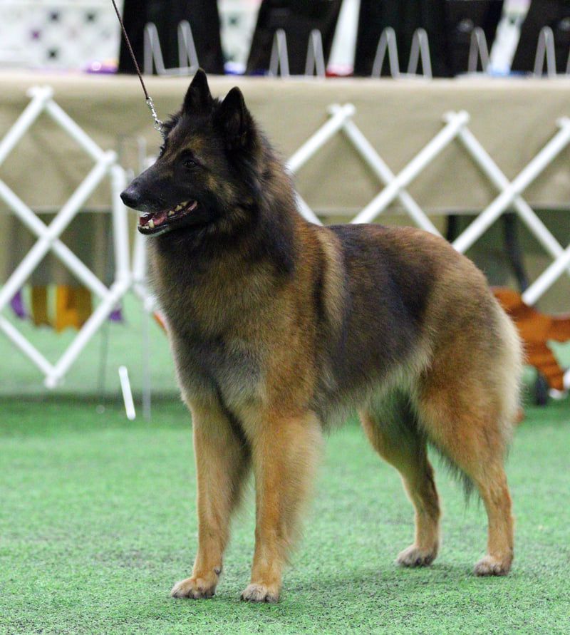 Belgian Shepherd - The Breed Archive