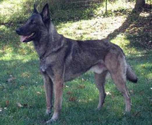Belgian Shepherd - The Breed Archive