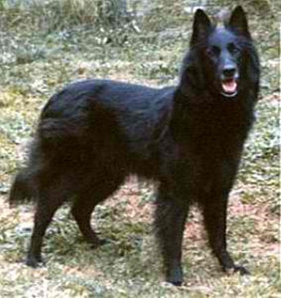 Belgian Shepherd - The Breed Archive