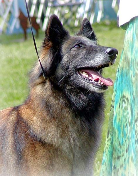Belgian Shepherd - The Breed Archive