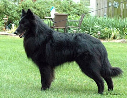 Belgian Shepherd - The Breed Archive