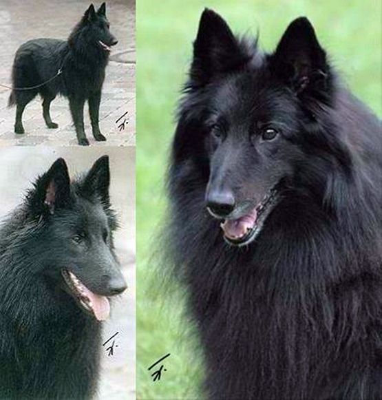 Belgian Shepherd - The Breed Archive
