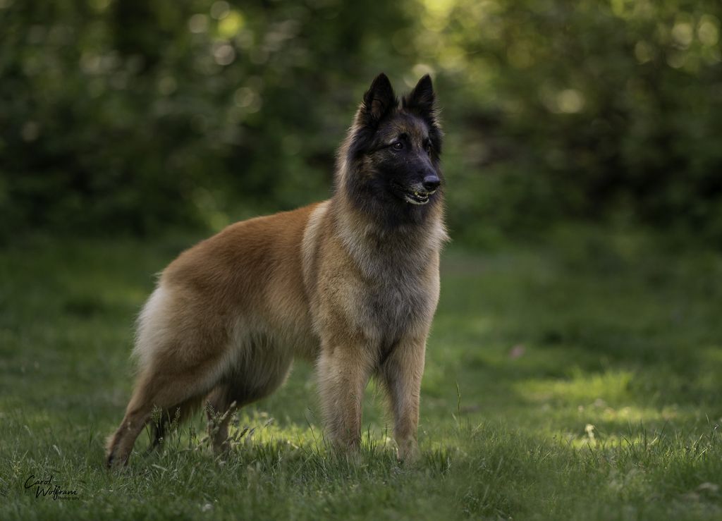Belgian Shepherd - The Breed Archive