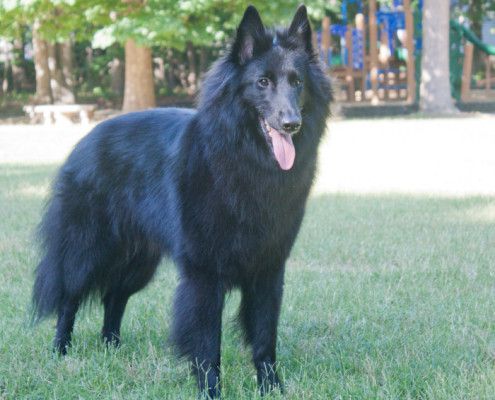 Belgian Shepherd - The Breed Archive