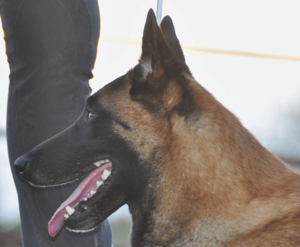 Belgian Shepherd - The Breed Archive