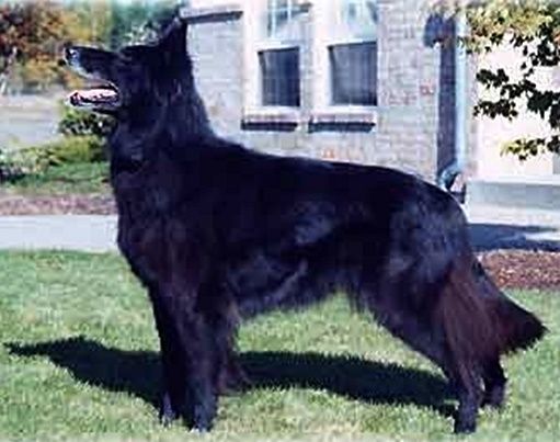 Belgian Shepherd - The Breed Archive