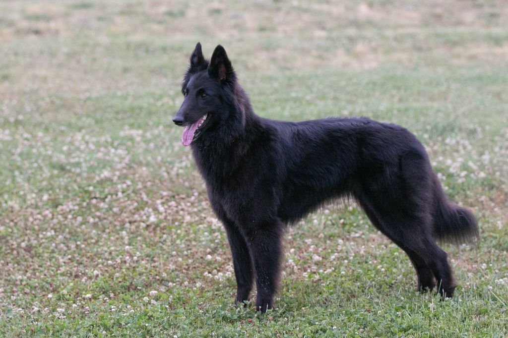 Belgian Shepherd - The Breed Archive