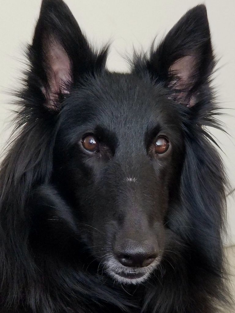 Belgian Shepherd - The Breed Archive