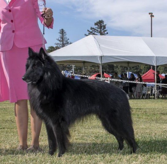 Belgian Shepherd - The Breed Archive