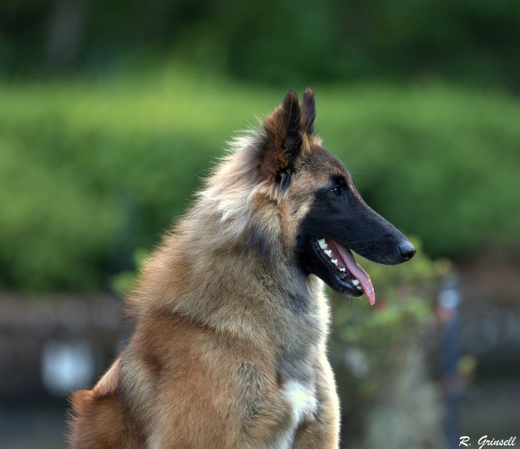 Belgian Shepherd - The Breed Archive