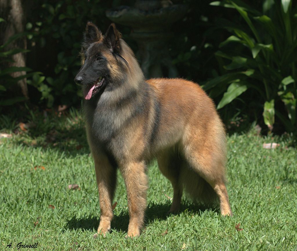 Belgian Shepherd - The Breed Archive