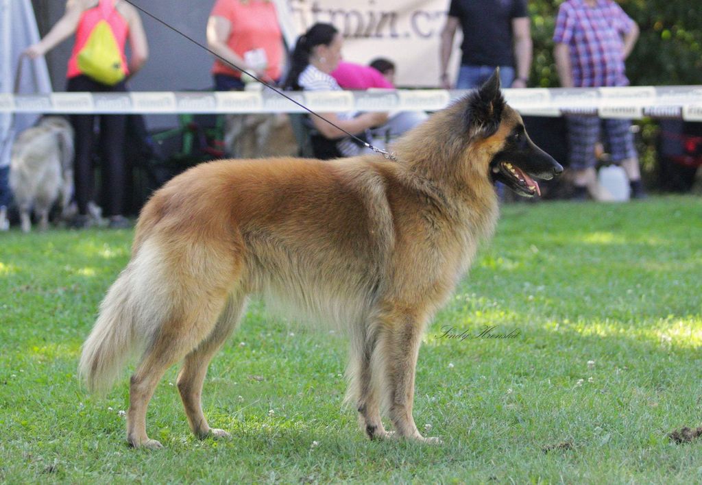 Belgian Shepherd - The Breed Archive