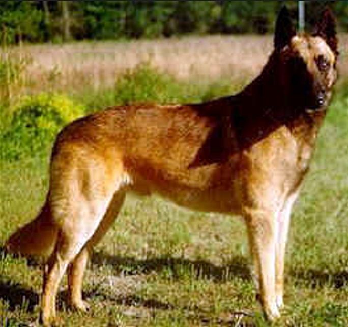 Belgian Shepherd - The Breed Archive