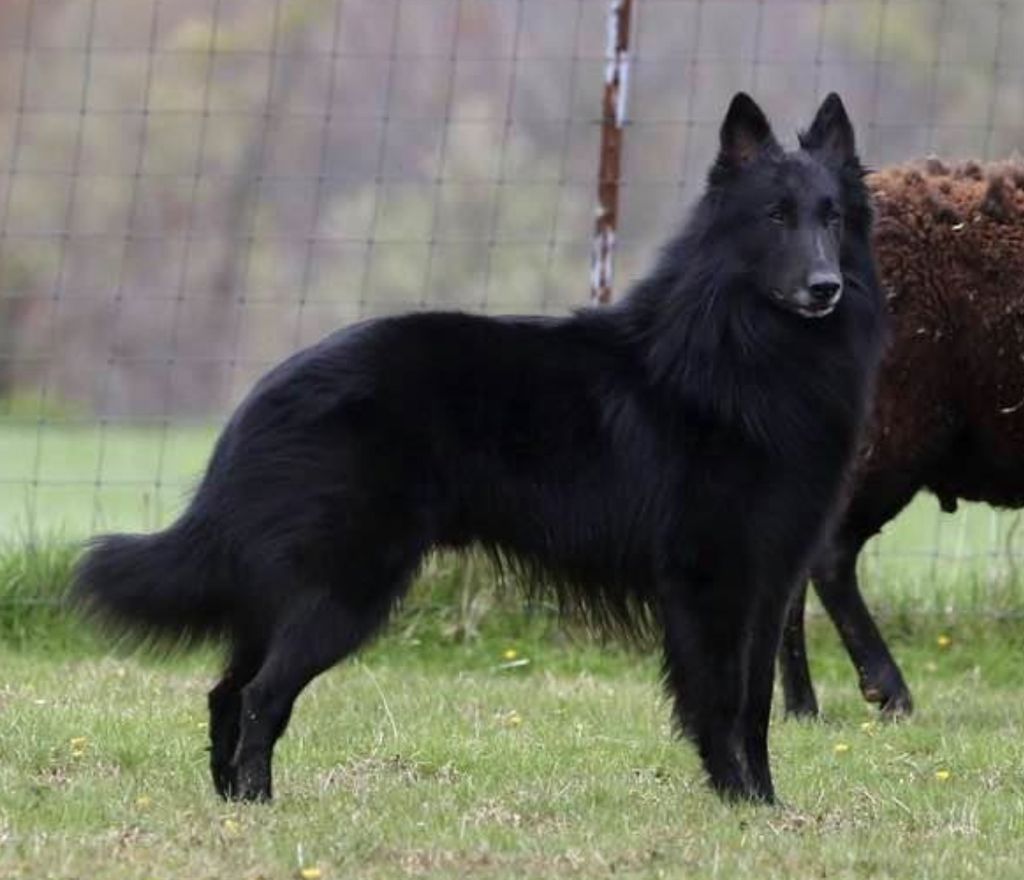 Belgian Shepherd - The Breed Archive