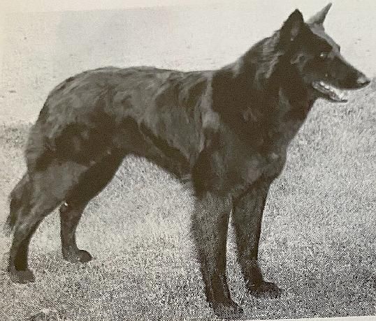 Belgian Shepherd - The Breed Archive